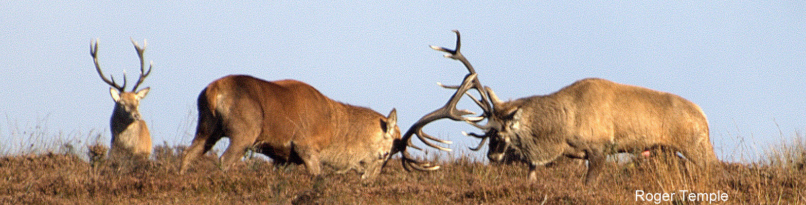 Big Moor | Welcome to the Eastern Moors Partnership